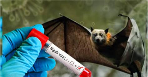 Nipah Virus করল নপ ভইরসর আতঙক মসক পরর নরদশ করলর সবসথযমনতর
