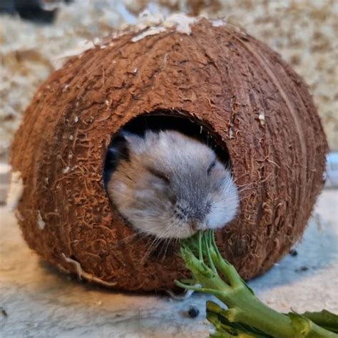 Robert And His Heavenly Broccoly Scrolller