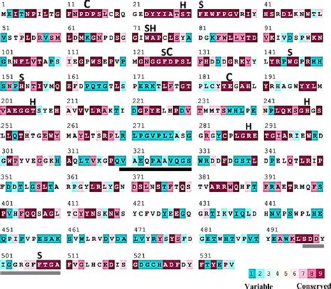 Consurf Analysis For Ecxyl43 The Amino Acids Are Colored By Their