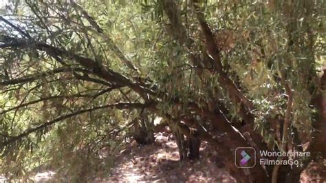 Filmorago Manadir Khallaba Flbilad🦚🌲🌿🌼🌞 Youtube