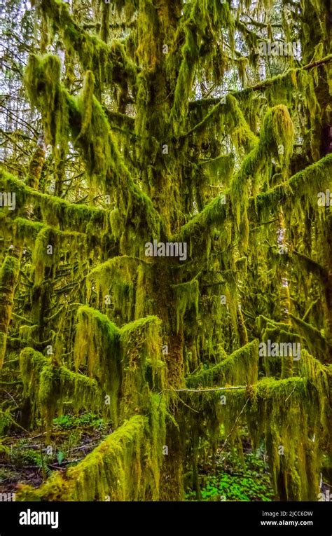 Epiphytic Plants And Wet Moss Hang From Tree Branches In The Forest In Olympic National Park