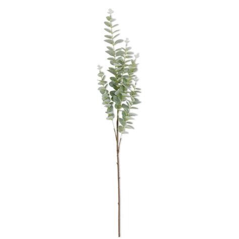 Buy 36 Gunnii Eucalyptus Stem Online Storehouse No 9