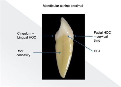 Cingulum Tooth