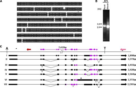 Molecular And Sequence Analysis Of Helitron Hel1 333 A Pairwise