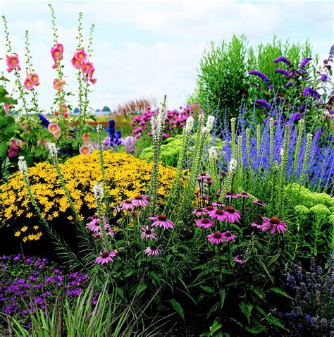 Full Sun Plants Zone 6 At Rebecca Leon Blog