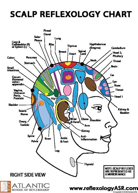 Teeth Reflexology Anatomy And Physiology Science Organs Reflexes