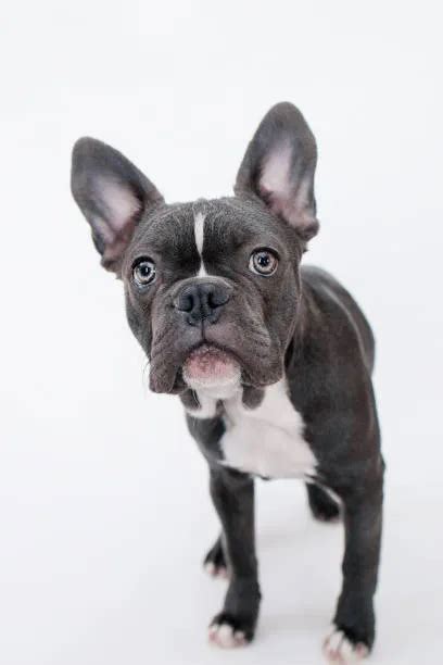 Bullhuahua Full Grown Admire This Adorable Mix The Chihuahua Guide