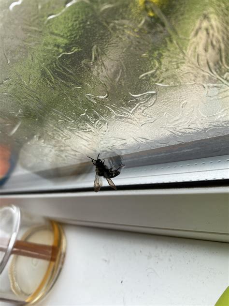 What Type Of Bees Are These Rbees What Type Of Bees Are These Rbees