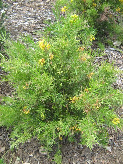 Grevillea Alpina X Rosmarinifolia Gold Rush In 50mm Forestry Tube