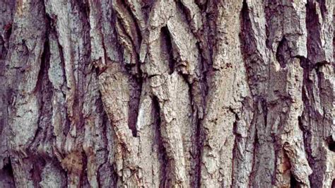 Optical Illusion Finding The Hidden Moth In The Image Is Actually Hard Can You Do The Hard Task