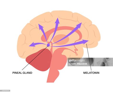 Pineal Gland Sleepwake Cycle High Res Vector Graphic Getty Images