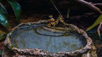 Go Bioactive For Your Reptiles Terrarium System And Recreate Nature