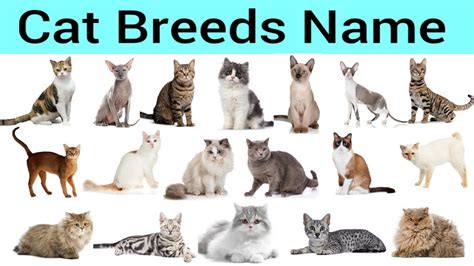 Different Types Of Cat Names At Dennis Tousignant Blog