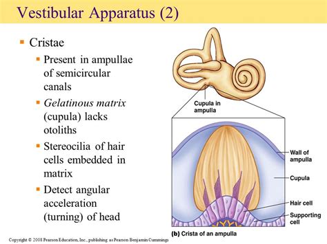 Sensory Systems Ppt Video Online Download