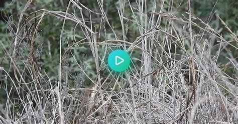 Ruby Crowned Kinglets Album On Imgur