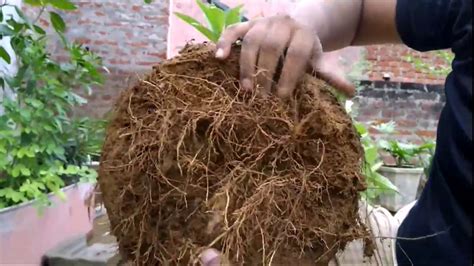 Amroodguava Tree Repotting Youtube
