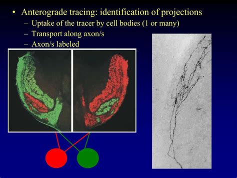 Ppt Neuroanatomical Techniques Powerpoint Presentation Free Download Id3280518