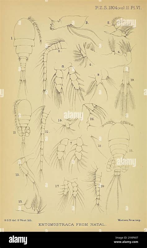 Numbered Figure Highlights Different Characteristics Hi Res Stock