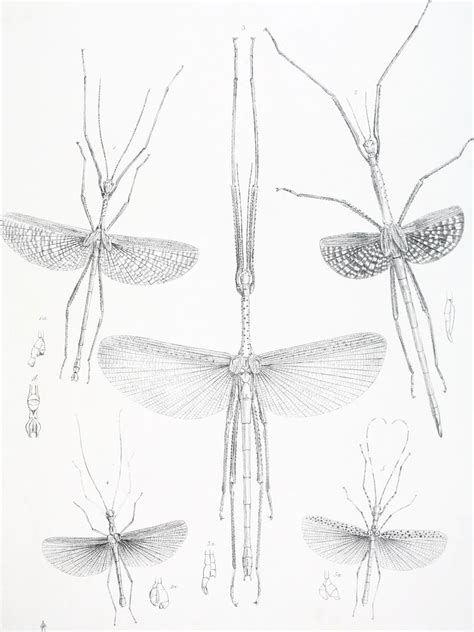 Image From Page 274 Of Catalogue Of Orthopterous Insects Flickr