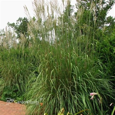 Erianthus Ravennae New Garden Plants