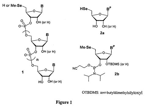Synthesis Of Selenium Derivatized Nucleosides Nucleotides