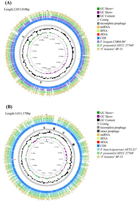 Characterization And Description Of Faecalibacterium Butyricigenerans