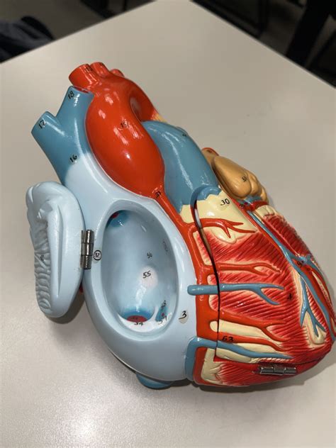 Heart Model Diagram Quizlet