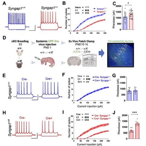 Syngap1 Cell Autonomously Regulates Regulation Of Intrinsic Membrane