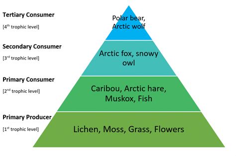 Tundra Food Pyramid