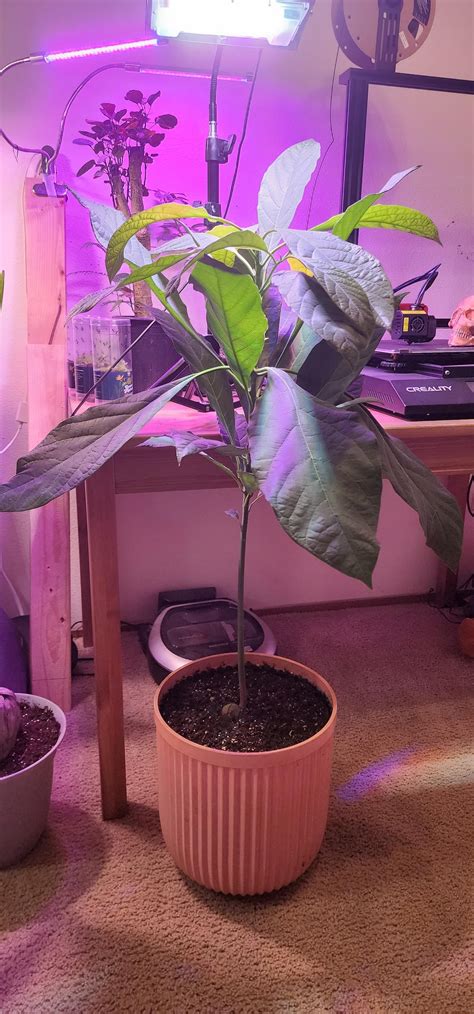 Avacodo Tree R Houseplants