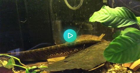 Rhamphichthys Rostratus  On Imgur