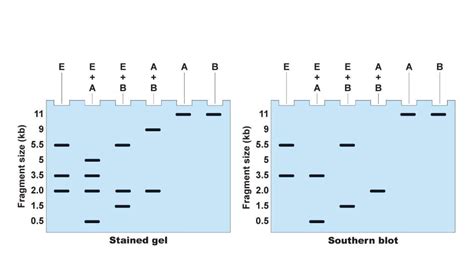 Solved Question The Following Partial Restriction Map