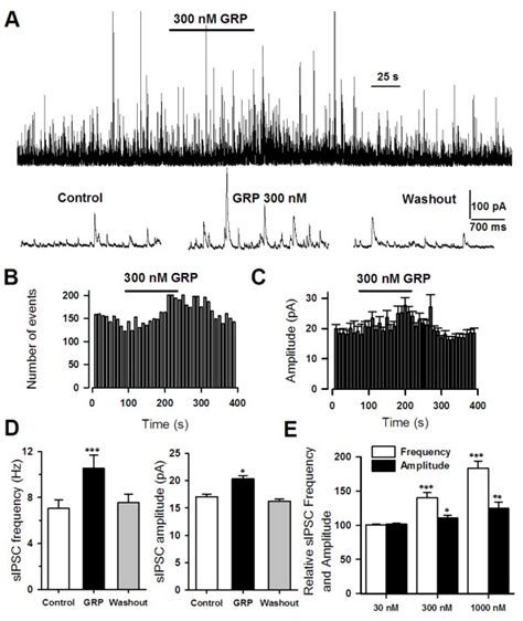 Activation Of GRP Receptor By GRP Reversibly Increased SIPSCs In Download Scientific Diagram