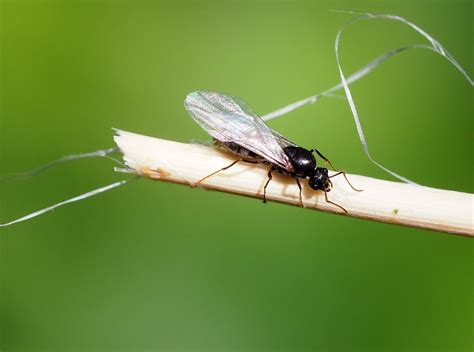 Mravenec Obecný Lasius Niger Blanokřídlí V Praze