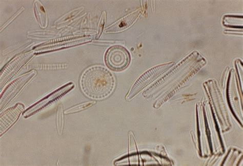 Alge Hrvatska Enciklopedija