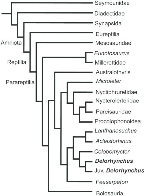 Strict Consensus Tree Obtained From The 6 Optimal Trees Produced By The