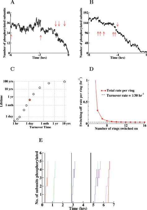 The Rate Of Protein Turnover Limits The Maximal Lifetime Of The System