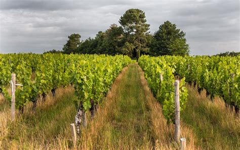 Wcs Vines In The Grass