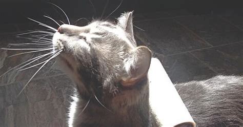 Lint Roll Me Slave Imgur