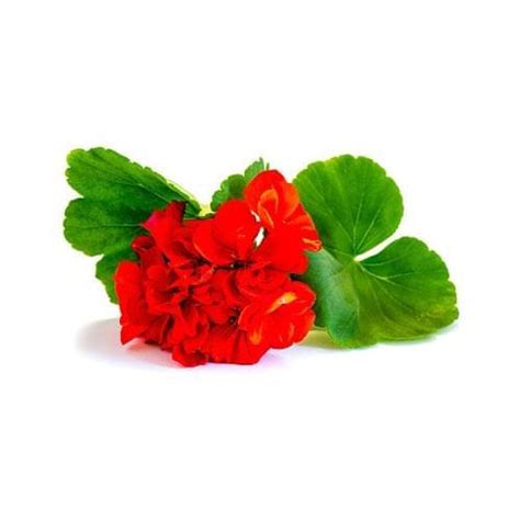 Geranium 14cm Pot Malva Buygrow Online Nursery