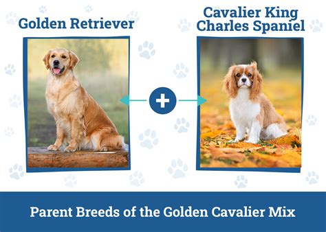 Cavalier King Charles Spaniel Golden Retriever Mix