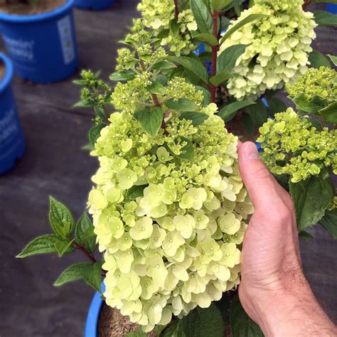 Moonrock® Hydrangea Paniculata L Plantsome