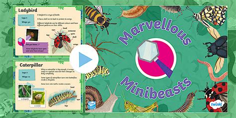 Eyfs Marvellous Minibeasts Powerpoint