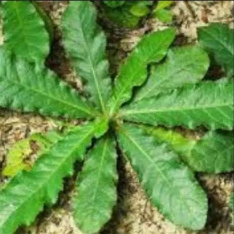 Jual New Promo Jual Daun Tapak Liman Dan Akar 250gram Segar Daun Tapak Liman Segar Cod