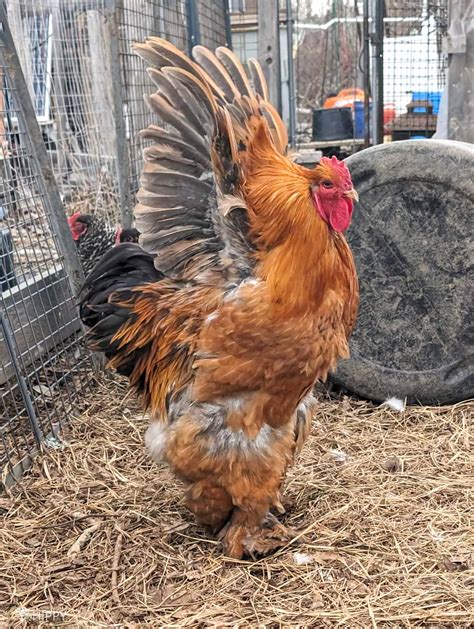 Cochin Chicken Breed What You Need To Know
