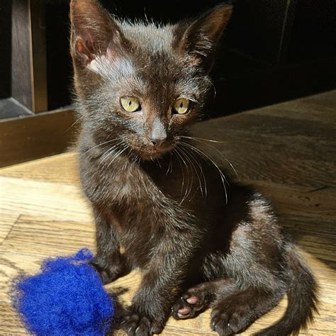 Midnight Adopted Tonis Kitty Rescue