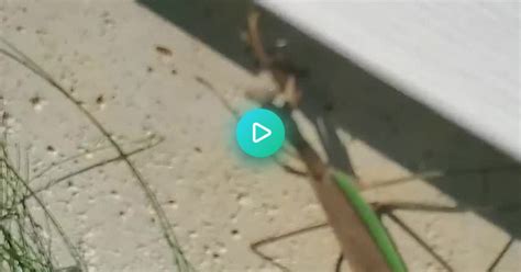 Insectosaurus Album On Imgur