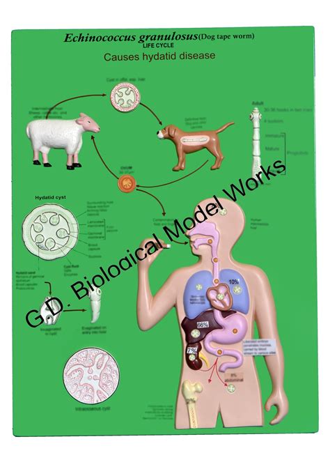 Echinococcus Granulosus Life Cycle Challenges And Prospective Of