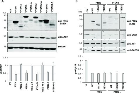 Functional Activity Of Pten Isoforms And Pten C Terminal Truncations