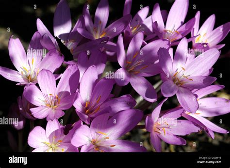 Colchicum Autumnale Atropurpureum Small Tortoiseshell Butterfly Autumn